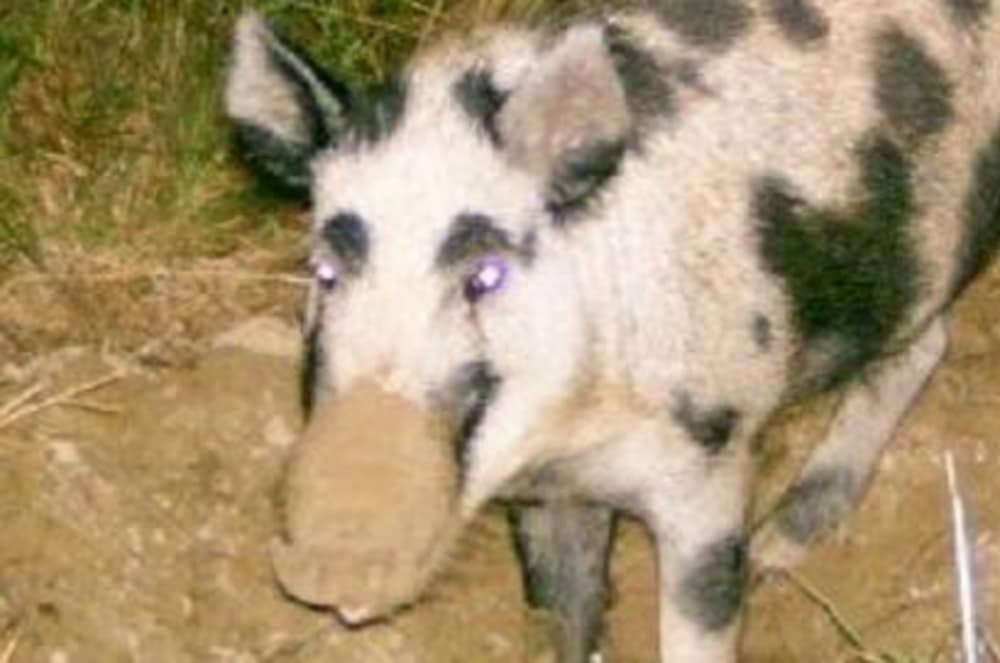 Baiting and Luring Wild Boar | OutdoorHub