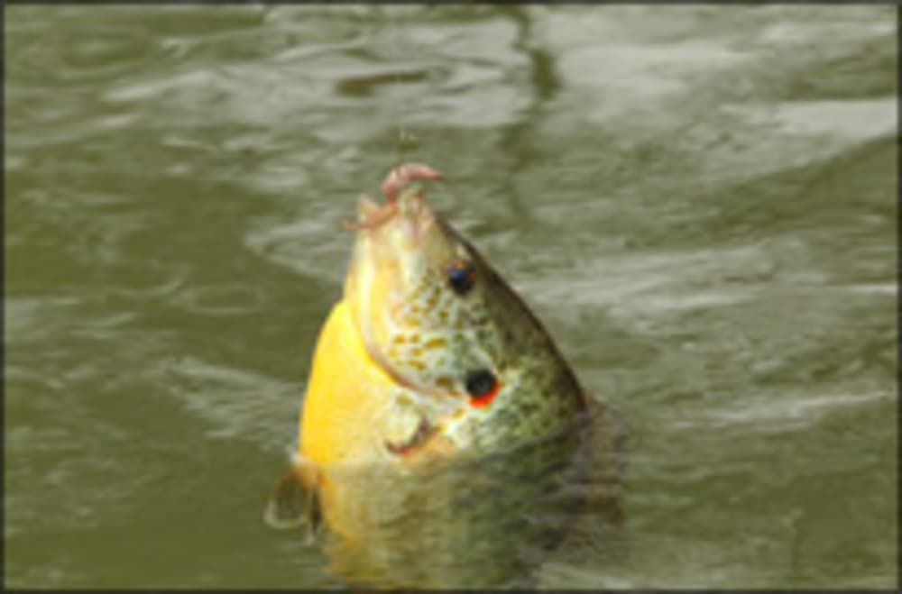 Bream are Plentiful and in Many Forms in Arkansas | OutdoorHub