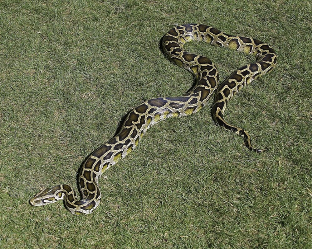 Florida's 2013 Burmese Python Hunting Contest Begins January 12 ...