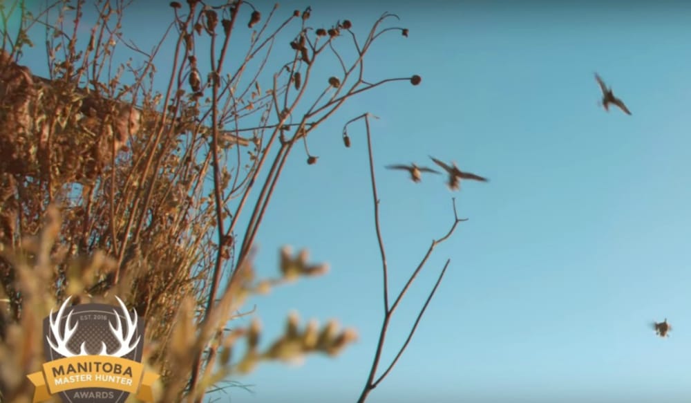 Video: Epic Puddle Duck Hunt in Manitoba | OutdoorHub