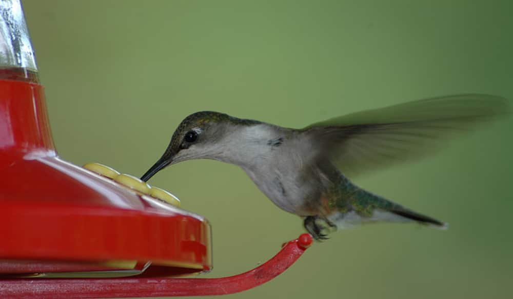 West Virginia Humming Bird Weekend: August 12 Through 14 | OutdoorHub