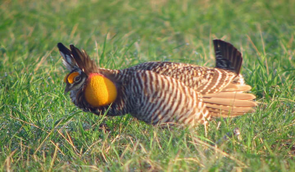 Weather Gives Endangered Prairie Chickens a Nesting Boost in Missouri ...