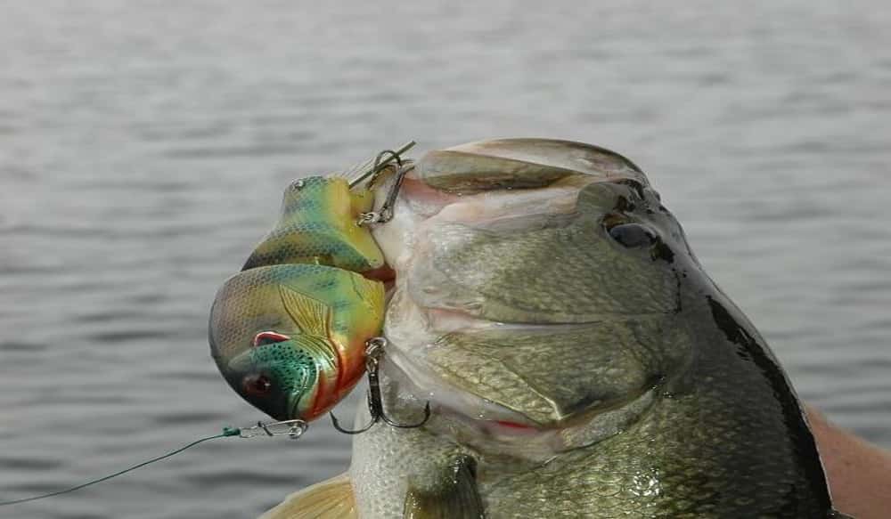 Bass Buffet: Advice for Reeling in Largemouth Bass | OutdoorHub