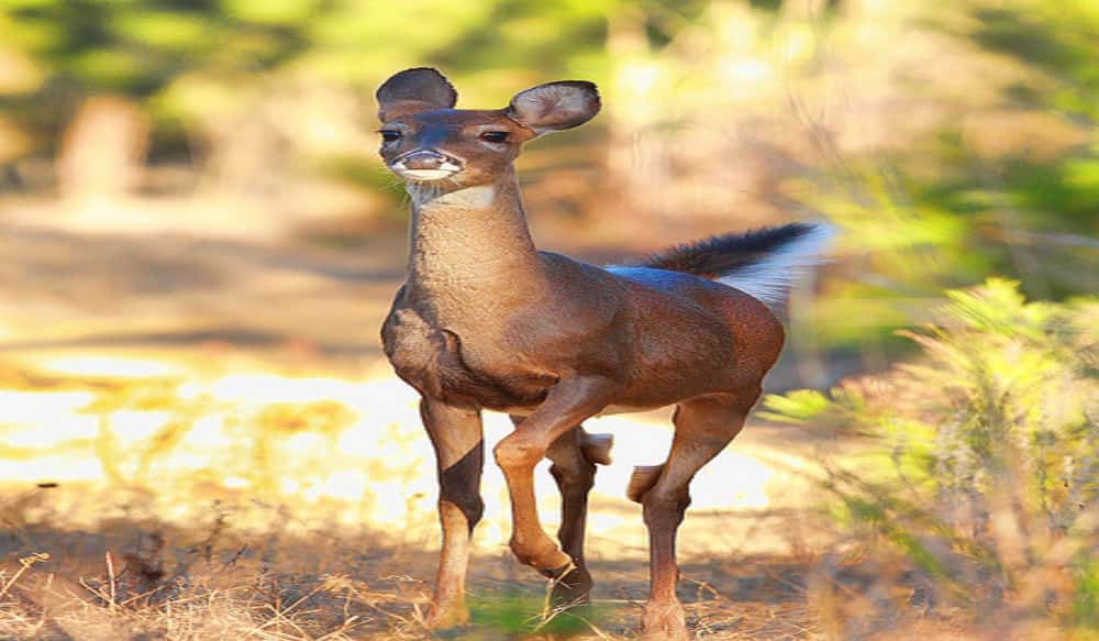 Guide for Calculating the Live Weight of Your Deer | OutdoorHub