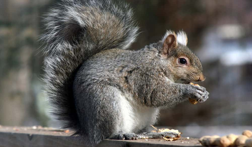 Missouri Bushytails: Ozark Squirrel Hunting | OutdoorHub