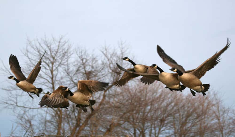 Secrets to Hunting Geese: Part Two | OutdoorHub