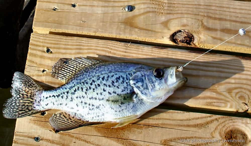 Black Crappie Fishing Hot in Florida’s Cool Season | OutdoorHub