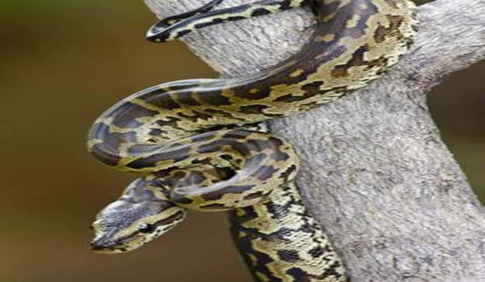 Birds to Benefit from Snake Ban | OutdoorHub