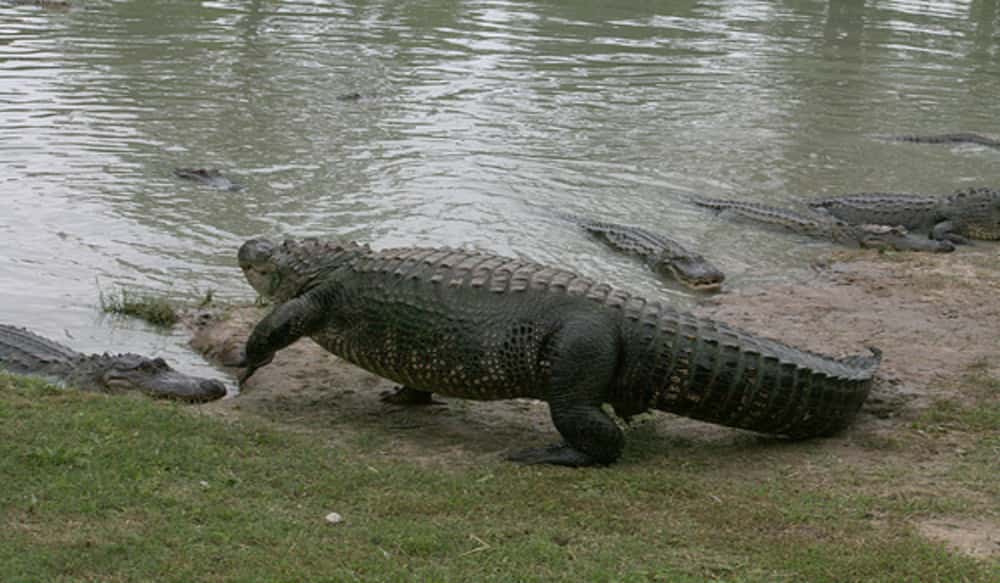 Texas Nuisance Alligator Control Hunter Permit Application Deadline Mar ...