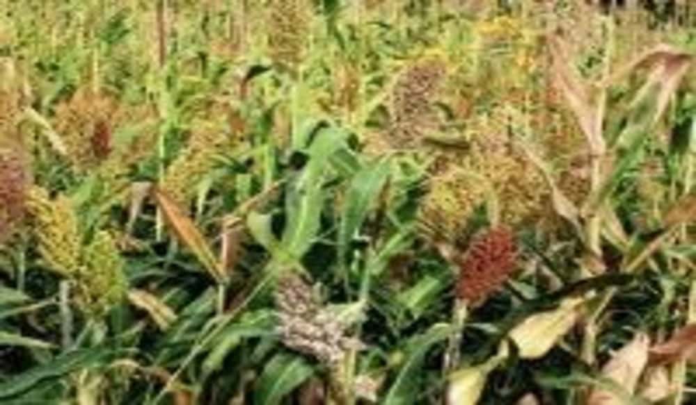 Free Shipping on QF Food Plot Seed | OutdoorHub