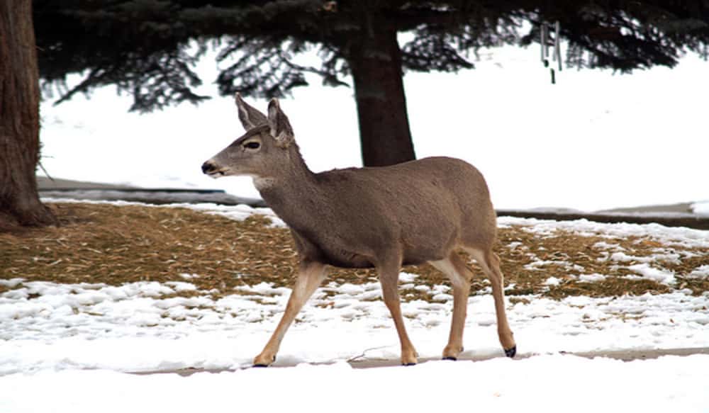 Indiana Deer Harvest Down in 2011, But Still 4th Best | OutdoorHub