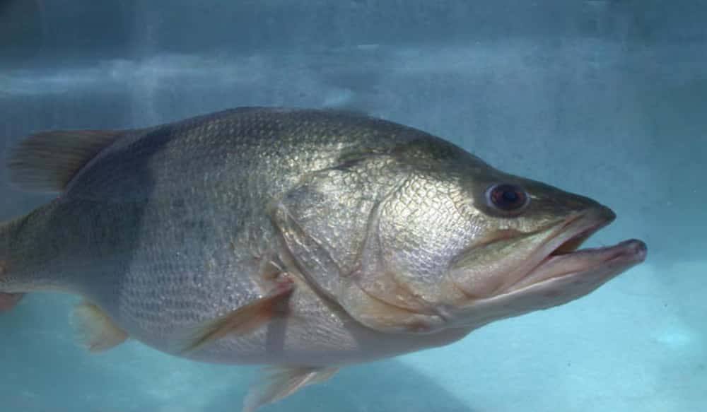 Accuracy and Shallow-Water Fish | OutdoorHub