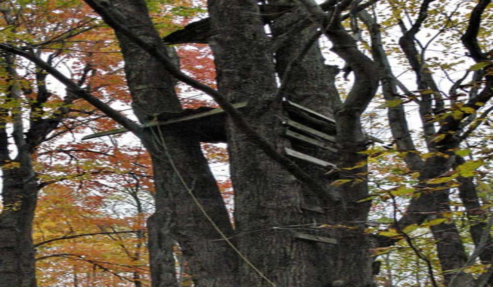 Hunter Recovering from Injuries After 40 Foot Fall from Tree Stand ...