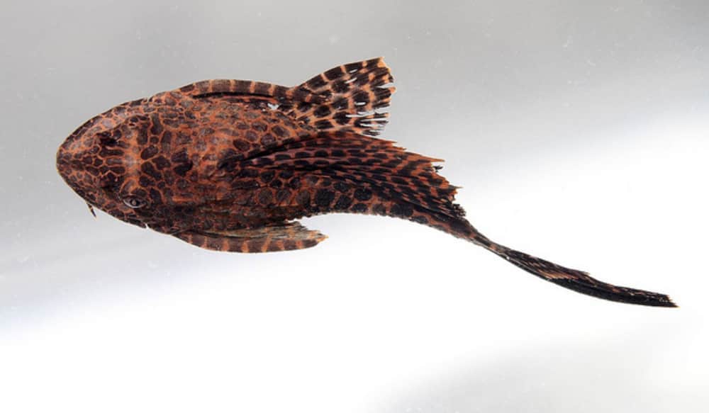 Invasive Armored Catfish Damaging Florida Lakes | OutdoorHub