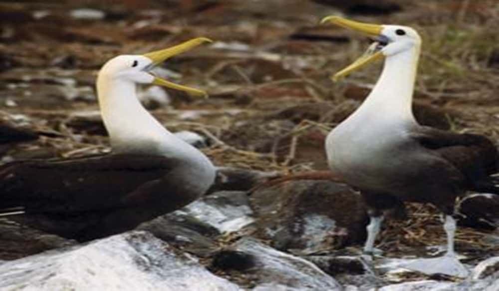 New Fishing Technology Will Dramatically Reduce Seabird Bycatch in ...