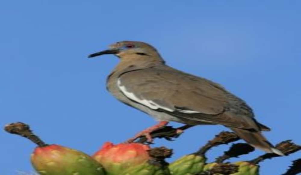 Get Ready for Some Quick Shooting on Fast Flying Doves in Arizona ...