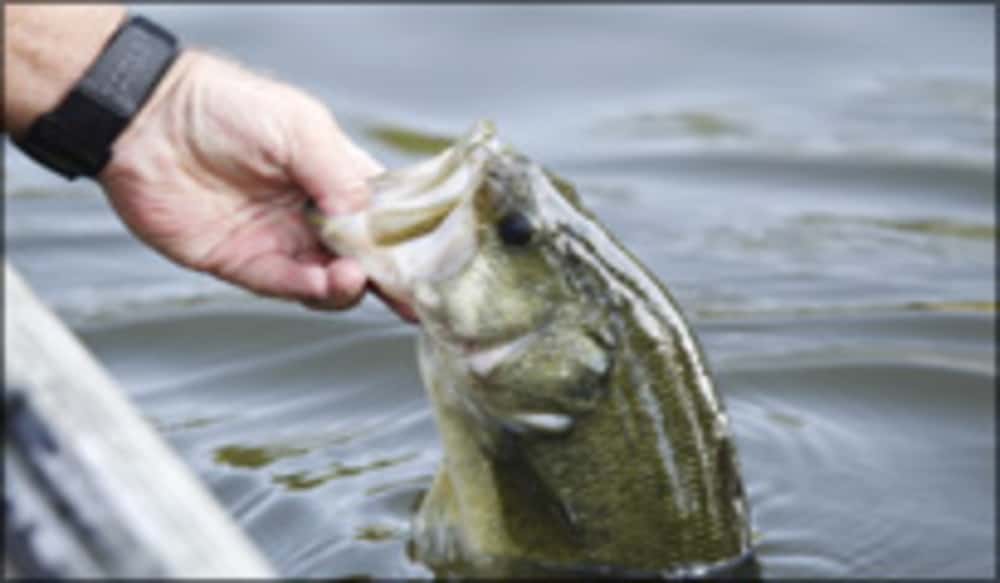 Arkansas River Largemouth Bass Length Limit Changed | OutdoorHub