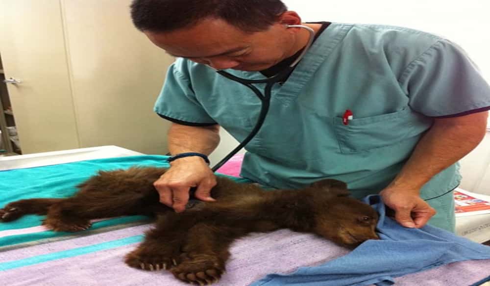 California DFG and Partners Save Bear Cub Orphaned in Ojai | OutdoorHub