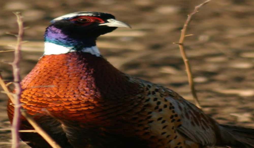 A Few More Pheasants This Fall in Utah | OutdoorHub