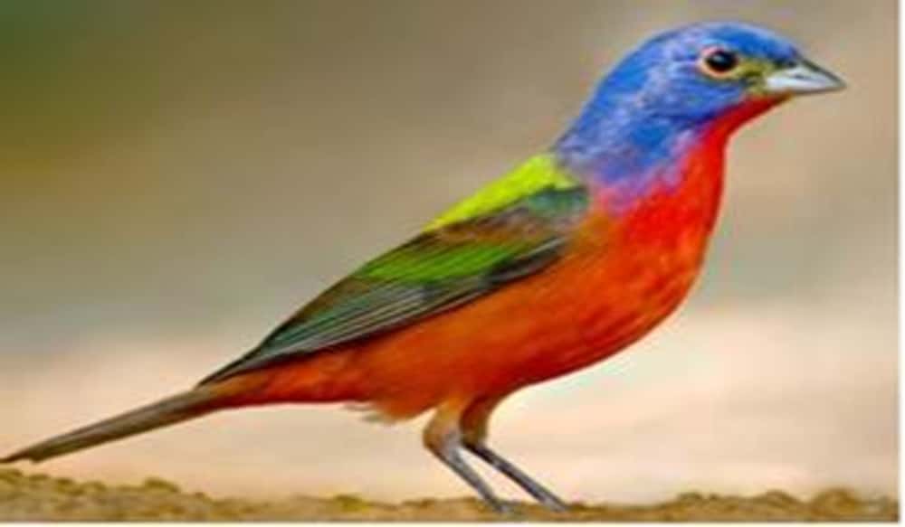 ABC: First Conservation Assessment of All American Birds Shows More ...