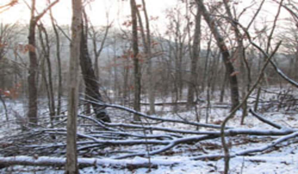 Deer Hunting in Snow: Advantages and Disadvantages | OutdoorHub