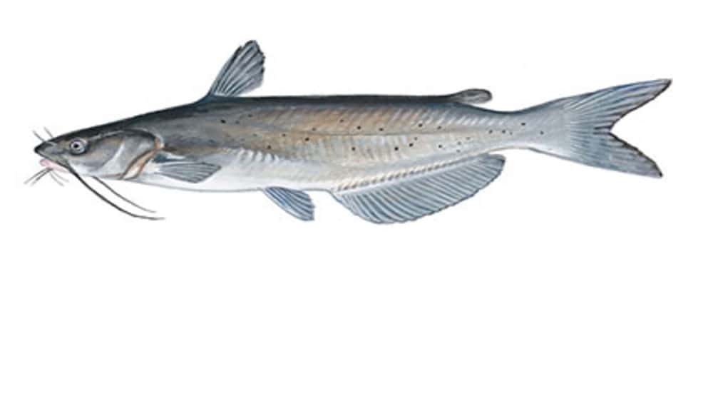 South Carolina DNR Stocks 500 Channel Catfish at Bonneau Ferry WMA ...