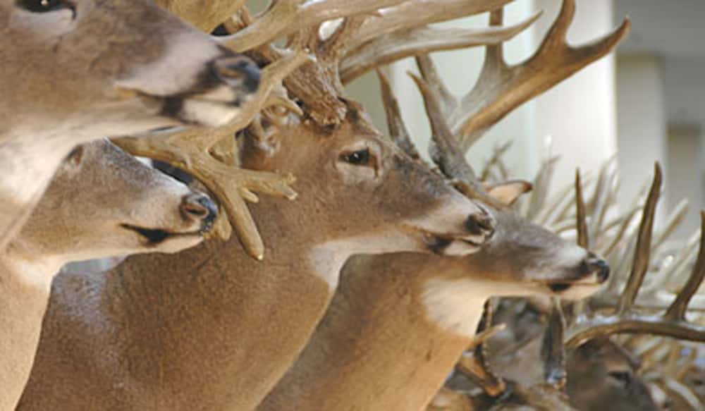 South Carolina State Antler Records Remain at High Level this Year ...