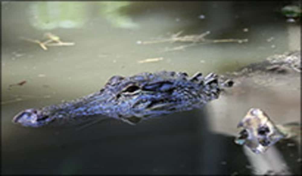 Alligator Hunting Application Dates at Clayton Cooper blog
