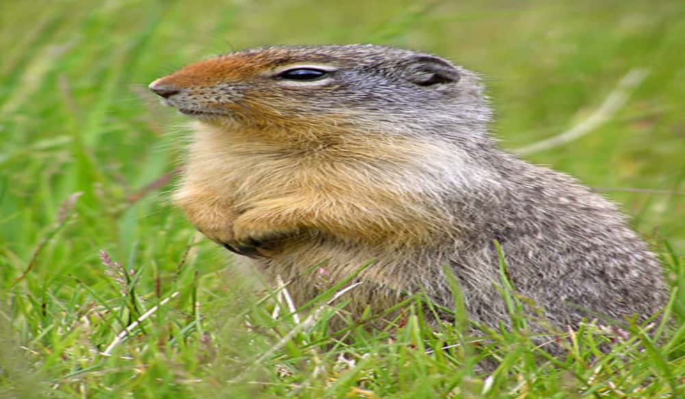 Mother and Son Accused of Stealing 1,400 Pairs of Gopher Feet | OutdoorHub