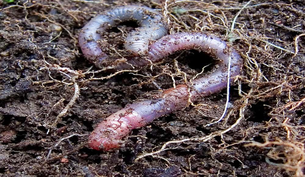 Need Your Own Bait? Try Worm Charming | OutdoorHub