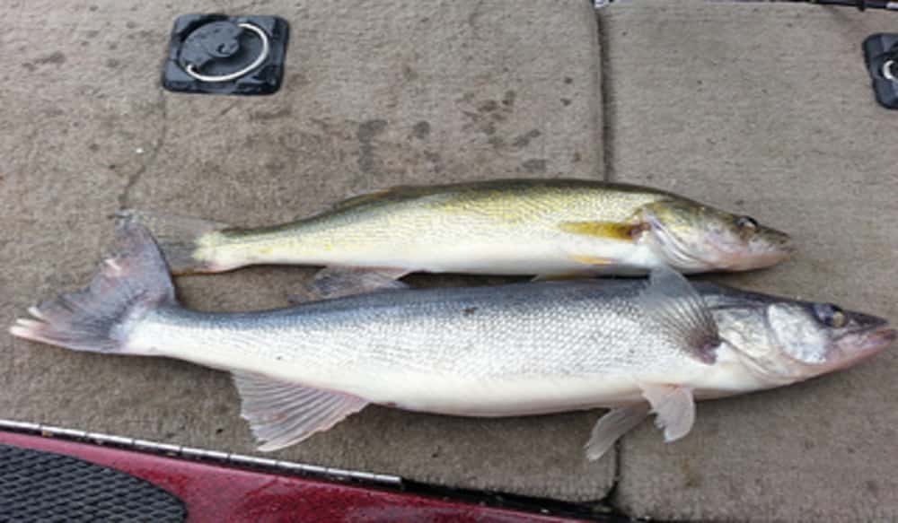 What Is A Blue Walleye at Richard Jodi blog