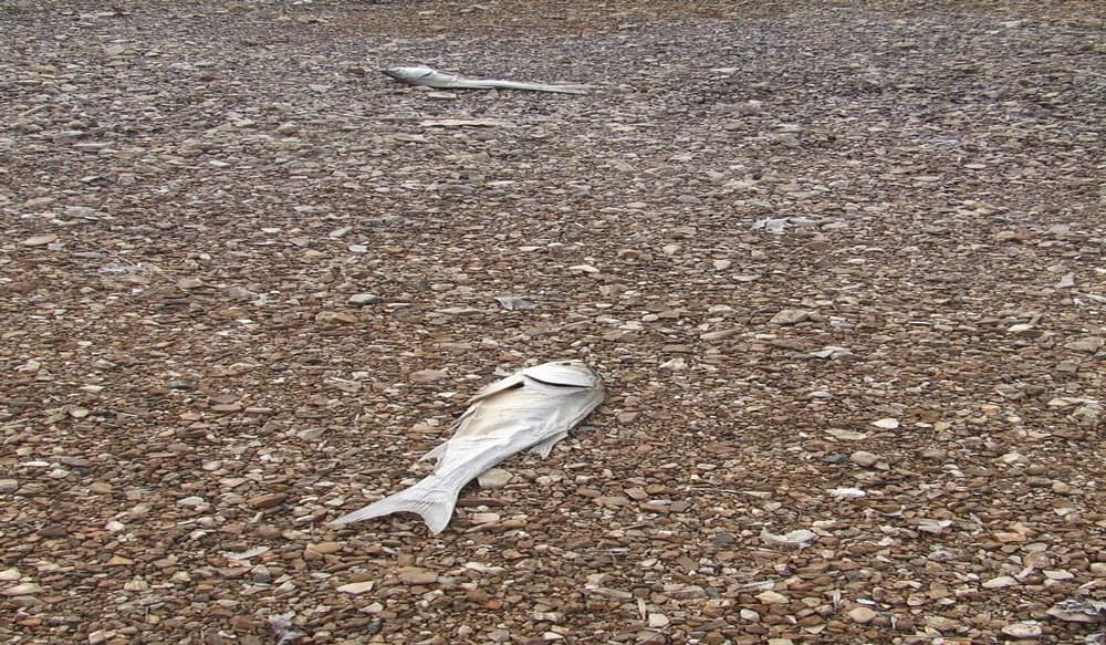 Annual Mississippi Carp Die-off Stinks Up Lakes | OutdoorHub