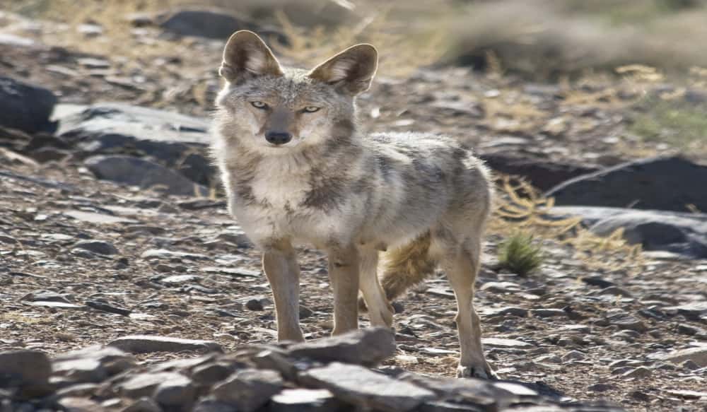 Utah's Coyote Bounty Program Ends First Year, $380,000 Distributed ...