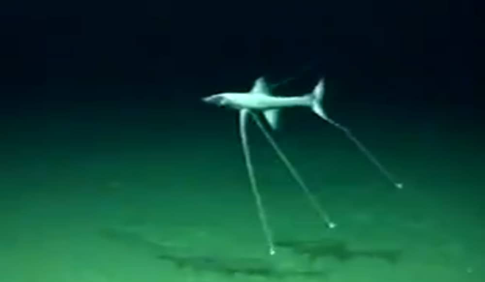 Video: Strange Tripod Fish Caught on Video | OutdoorHub
