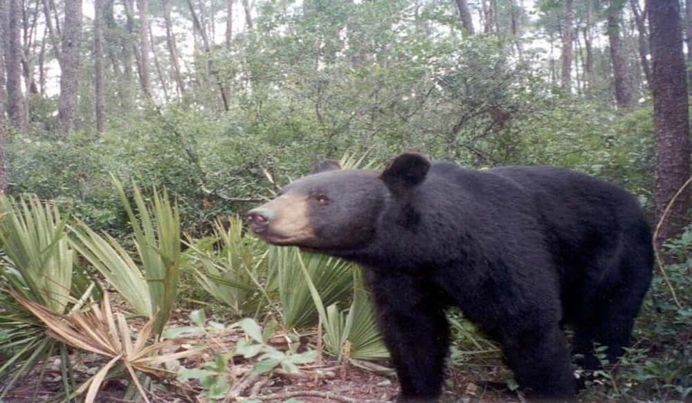 Florida Black Bear Captured Following Worst Bear Attack in State ...