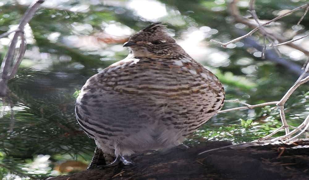 Utah's 2013 Forest Grouse Hunt Isn’t Over Yet | OutdoorHub