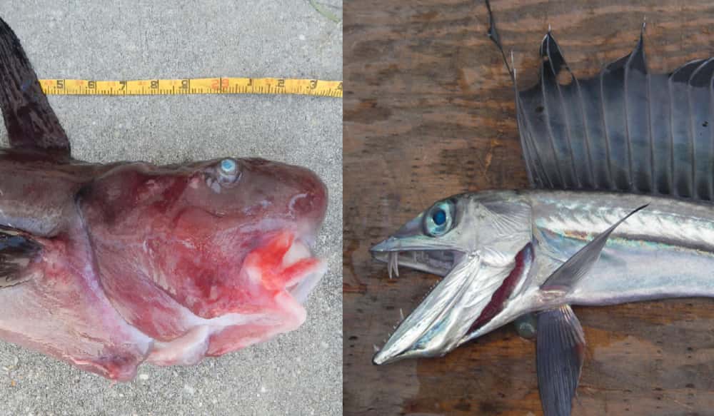 Strange, Rarely Seen Fish Found on East Coast | OutdoorHub