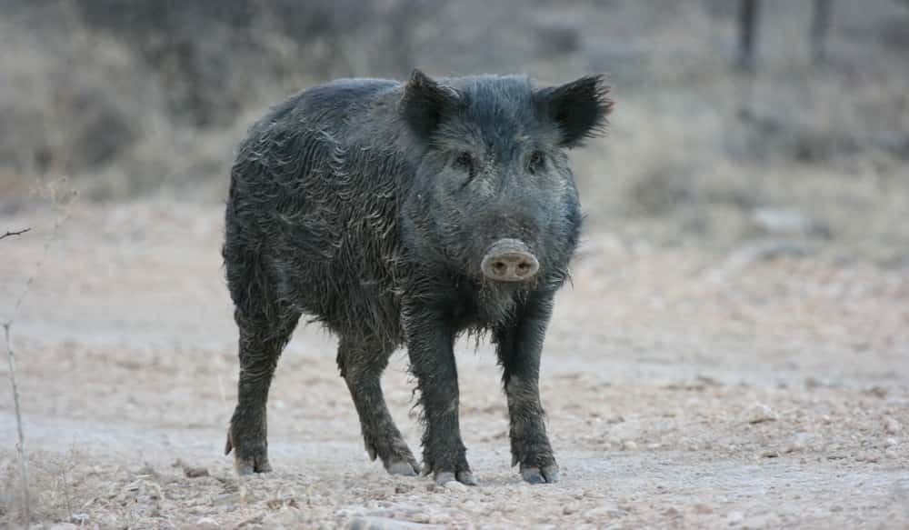 The Top 10 Guns for Hog Hunting | OutdoorHub