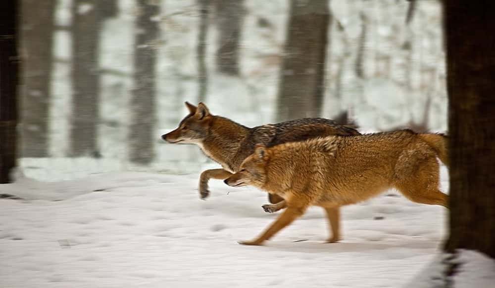 Ohio Village Battles Growing Coyote Population | OutdoorHub