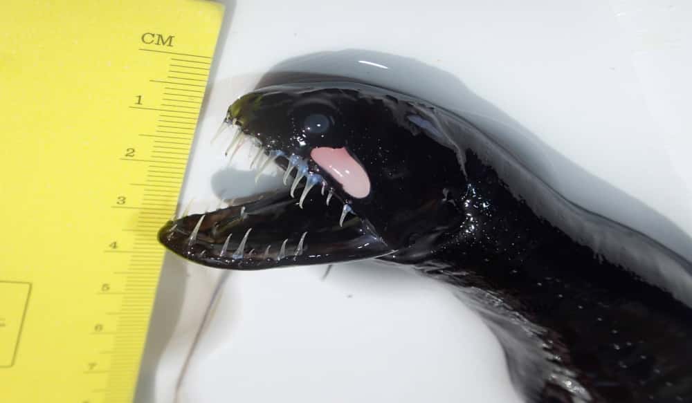 Photos: "Alien" Deep Ocean Fish Found | OutdoorHub