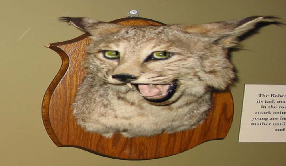 Photos: 15 Taxidermy Fails That Deserve Refunds | OutdoorHub