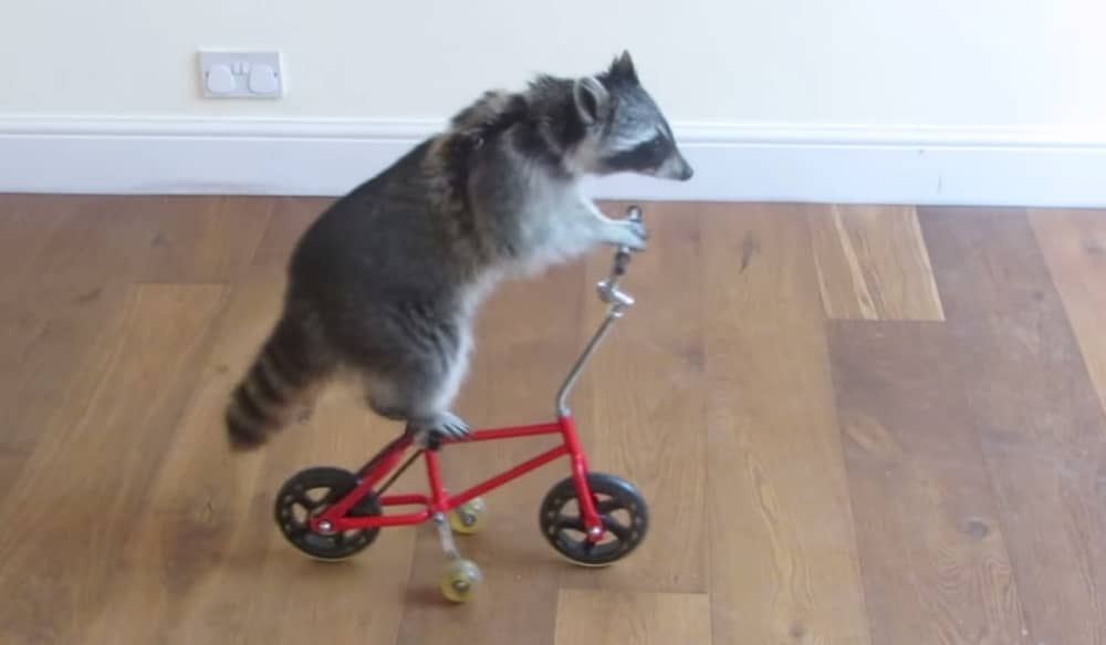 Video: Raccoon Learns to Ride a Tiny Bike | OutdoorHub