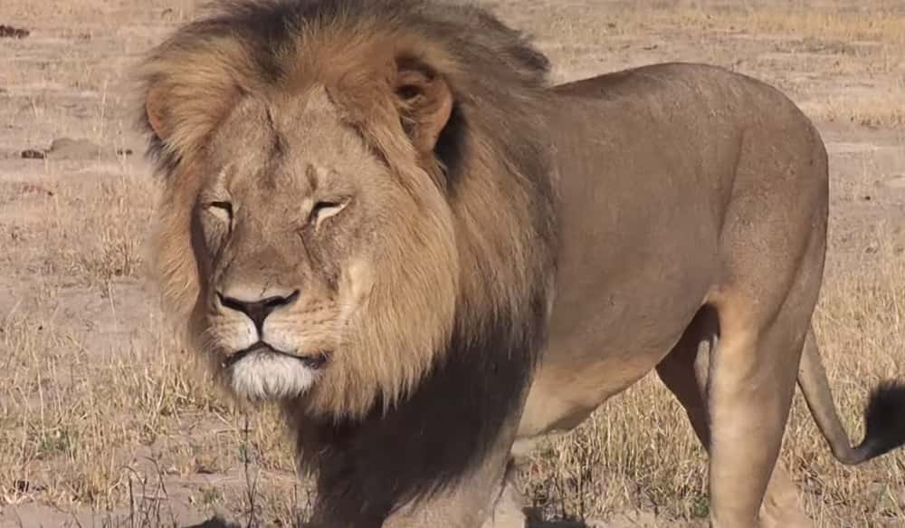 Was Cecil the Lion Poached? Minnesota Dentist Becomes Target of Outrage ...