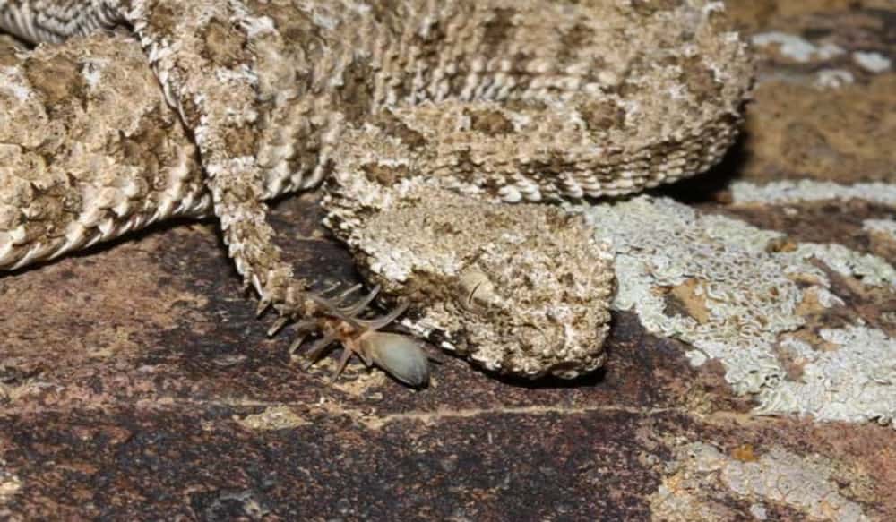 Video: The Snake with a Spider for a Tail | OutdoorHub