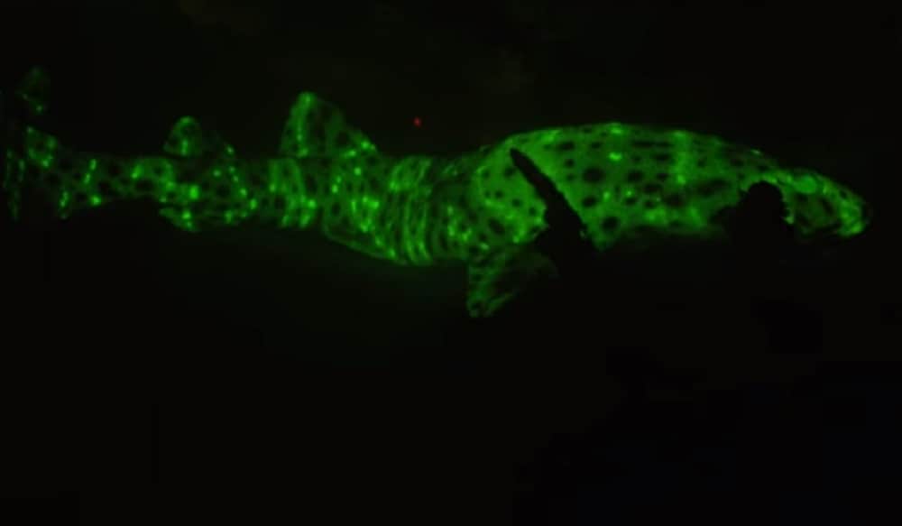 Video: Scientists Develop Specialized Camera to Track Glow-in-the-dark ...