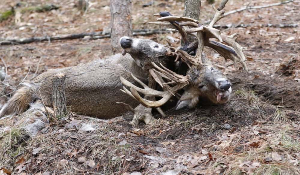 Two Trophy Bucks Over 200 Inches Fight to the Death | OutdoorHub