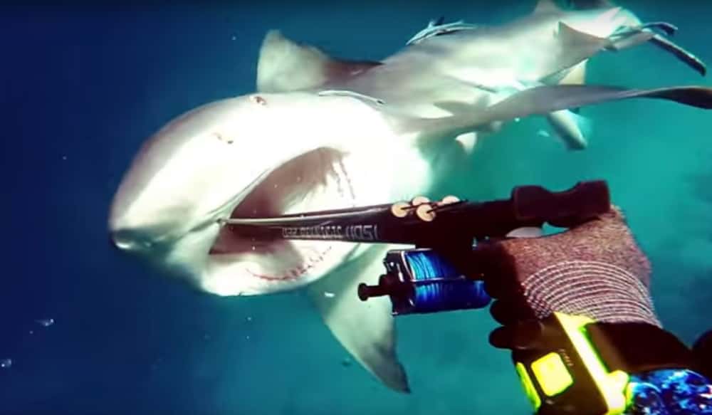 Video: Spearfisherman Gets Personal With Angry Bull Shark | OutdoorHub