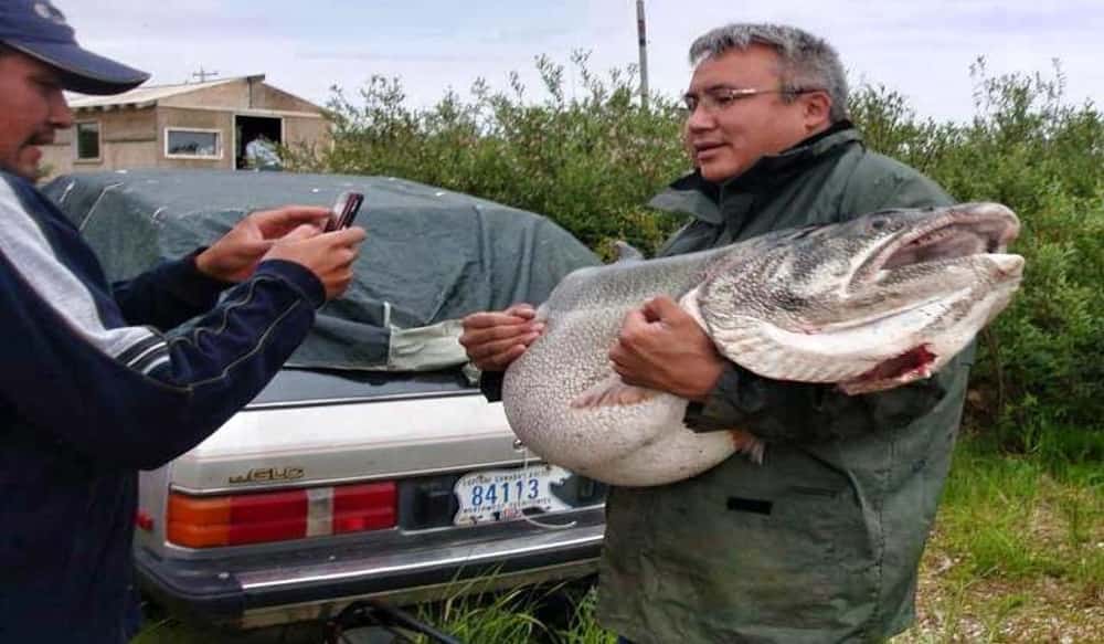 83-Pound Lake Trout that Would’ve Smashed the World Record | OutdoorHub 83-Pound Lake Trout that Would’ve Smashed the World Record | OutdoorHub