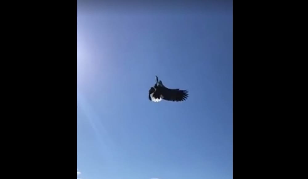 Video: Bald Eagle Makes Incredible Catch For a Quick Bite to Eat ...