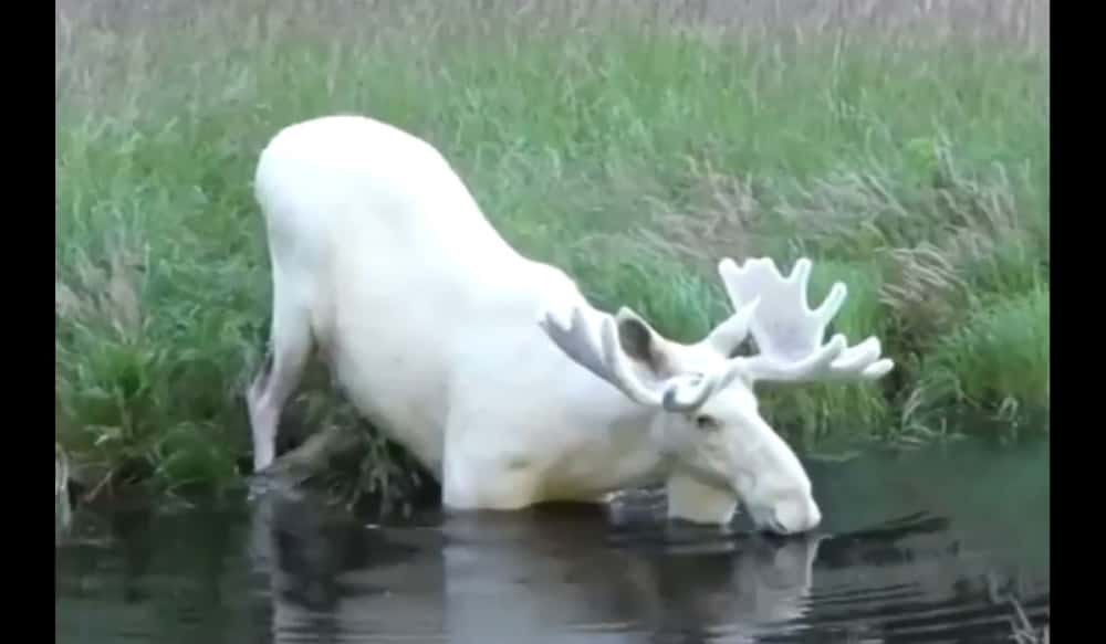Video: Have You Seen the All-White Moose in Sweden Everyone is ...